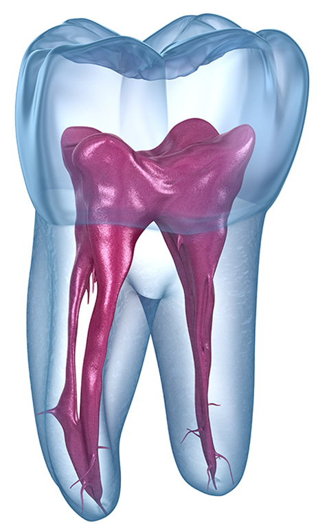 Endodontologie | Zahnärzte am Stadtgarten